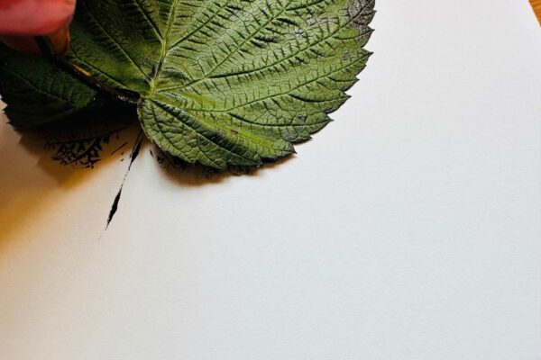 Leaf Printing | Lightly Sketched