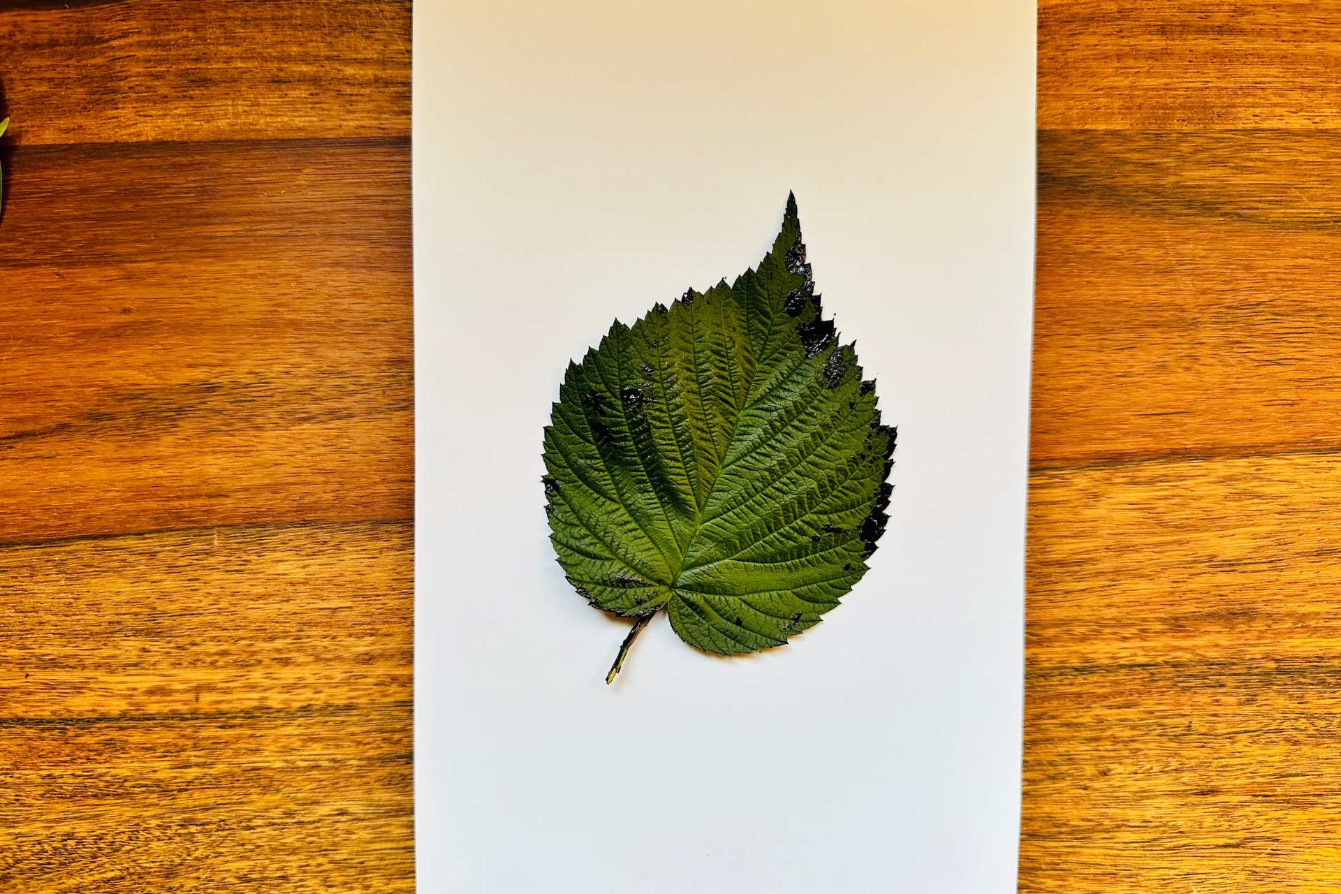 Leaf Printing | Lightly Sketched
